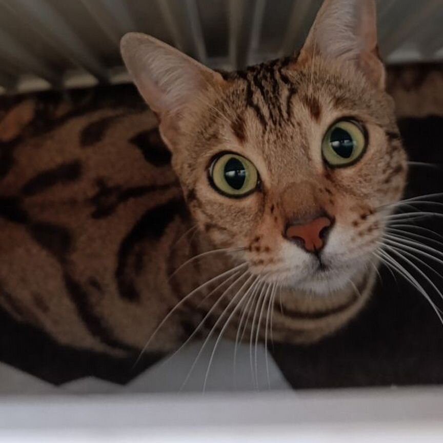 Саванна, взрослая кошка