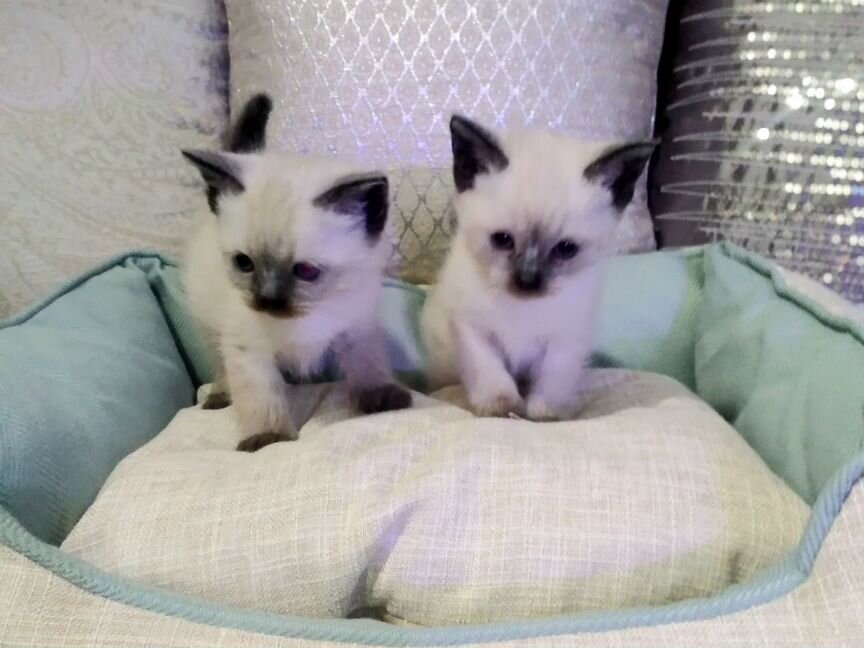 Тайские котята