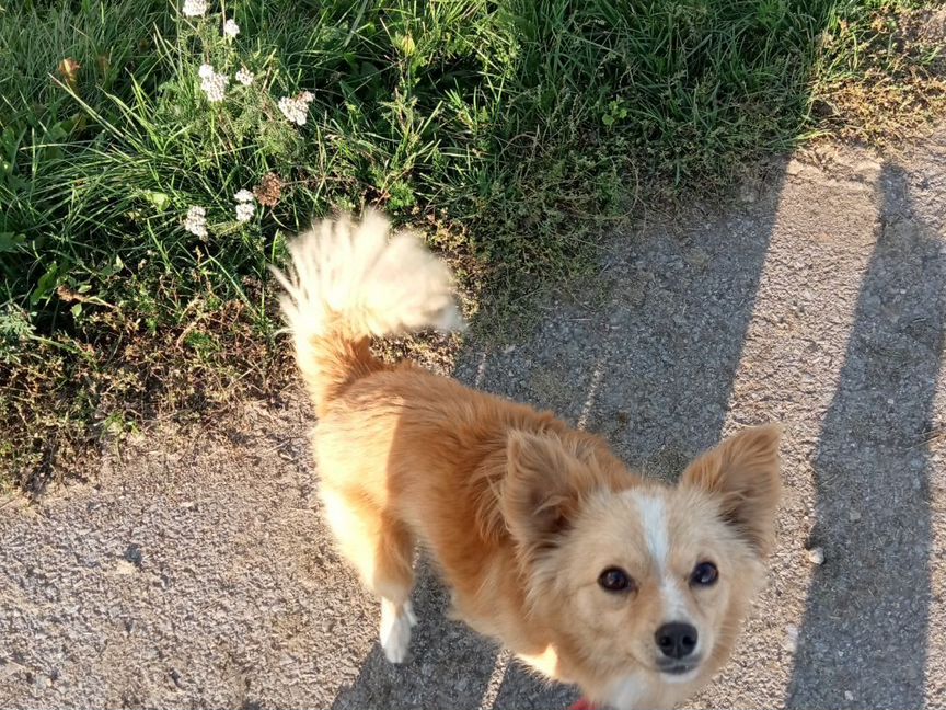 Метис чихуахуа и дворняжки