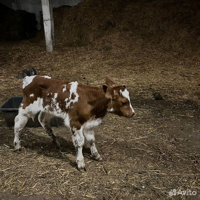 Бычок 10 дней