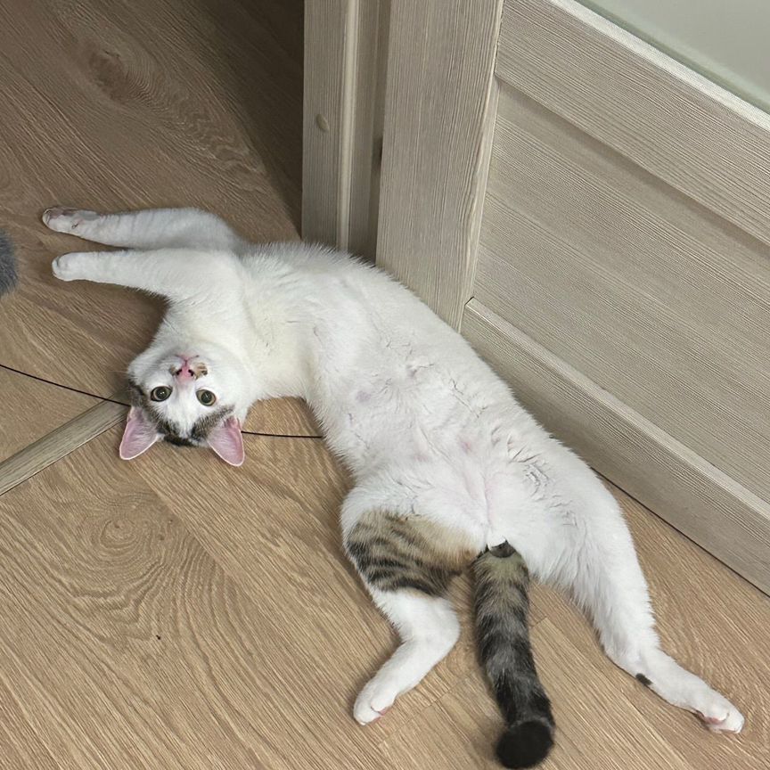 Кот Шанс ищет новых хозяев