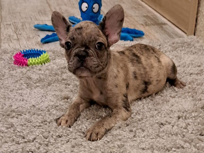 Очаровательные бульдожки