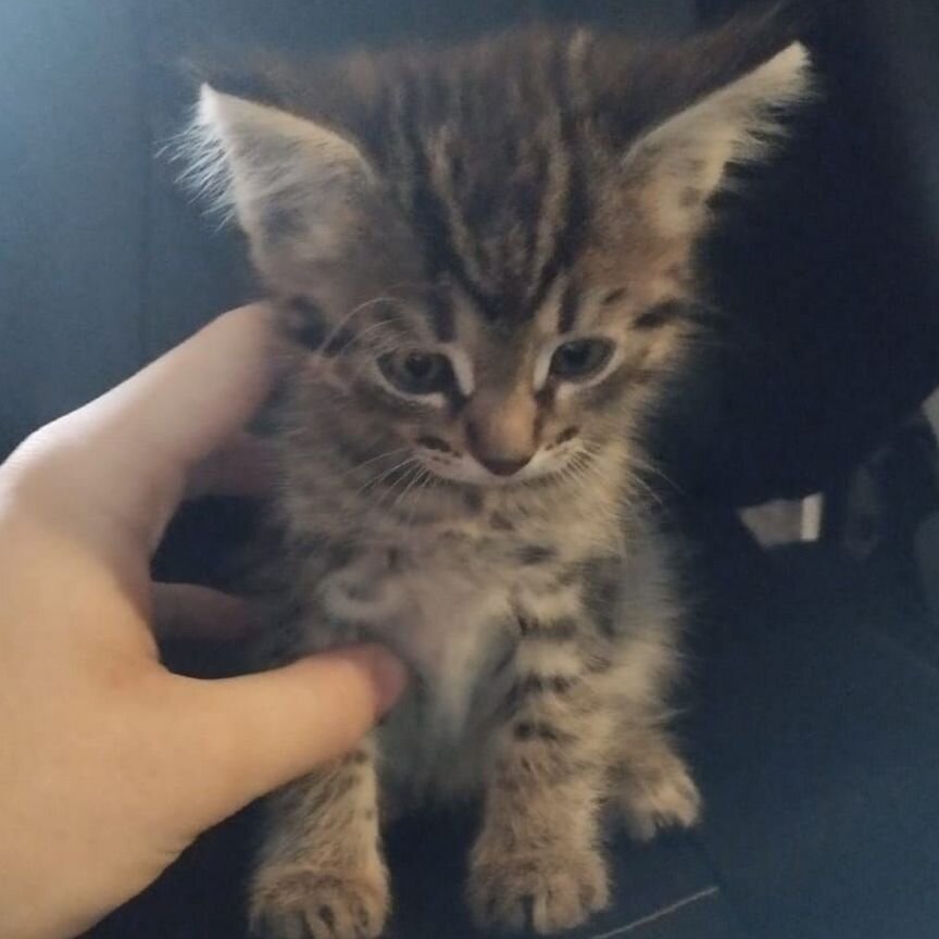 Котята в добрые руки бесплатно девочка