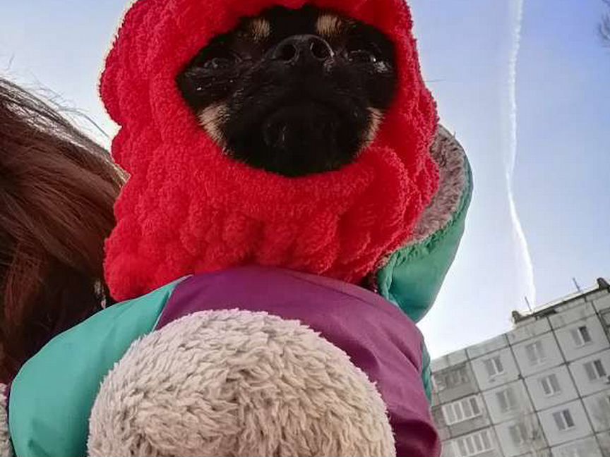 Шапка для собаки, кошки