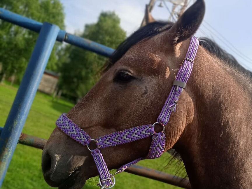 Недоуздок для лошади