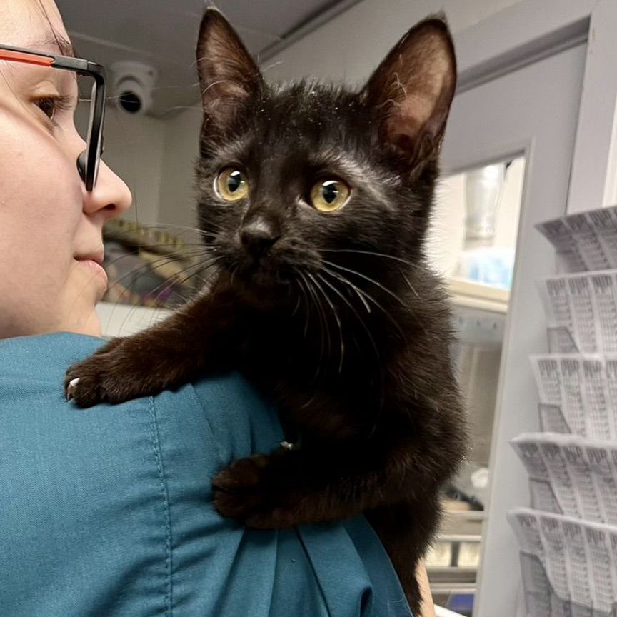 Малышка Милания в поиске дома и семьи