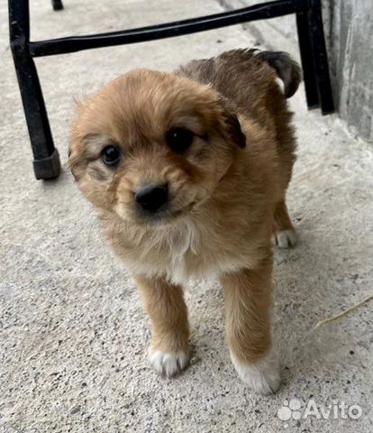 Сладуси в дар