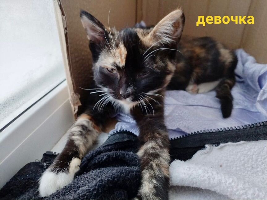 Котята-девочки счастливого окраса