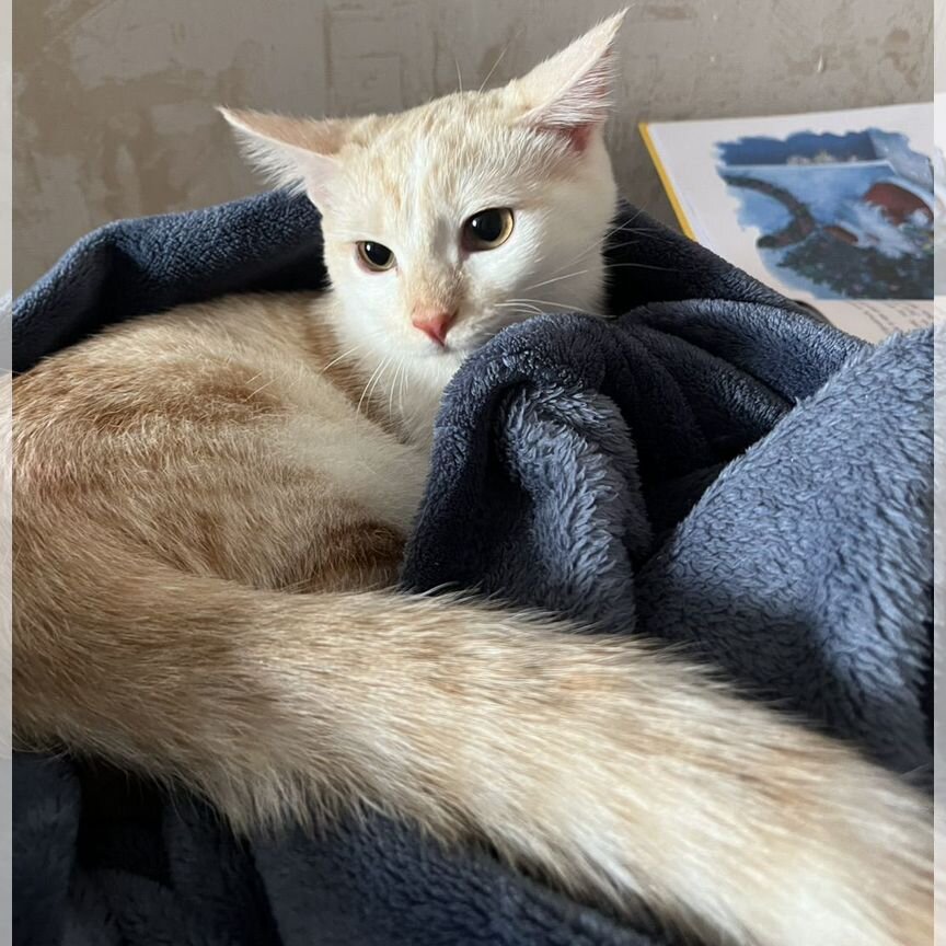 Котёнок в добрые руки