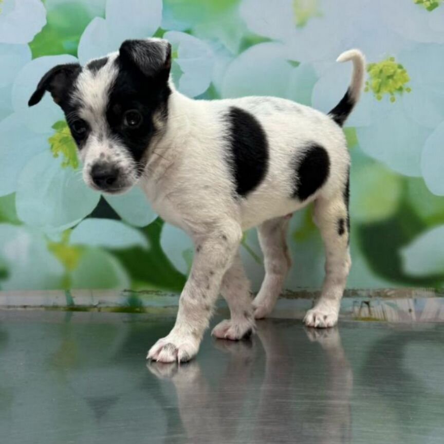 Мальчик Гром, 2 месяца, в добрые руки