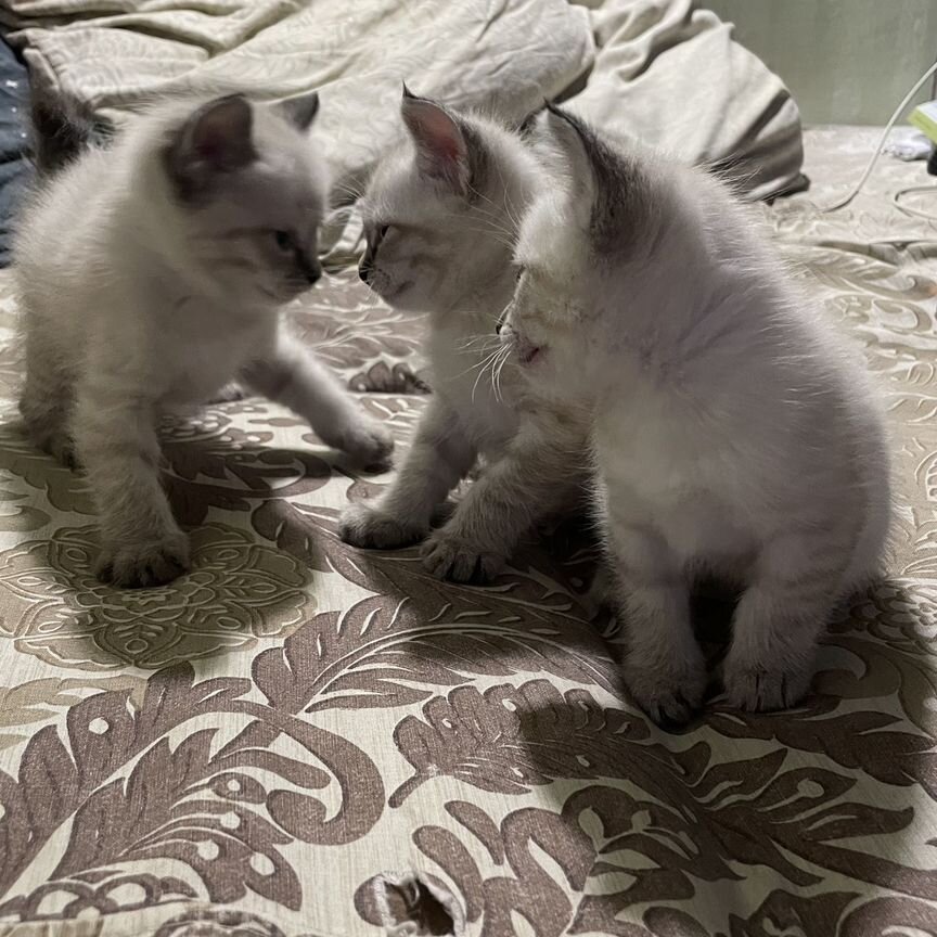 Меконгский бобтейл котёнок