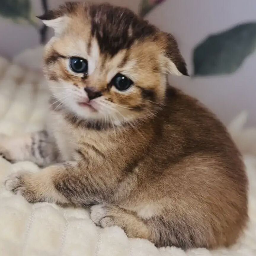 Британский короткошёрстный котёнок