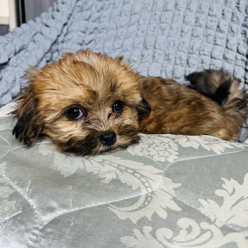 Мальтипу цветные мини С документами