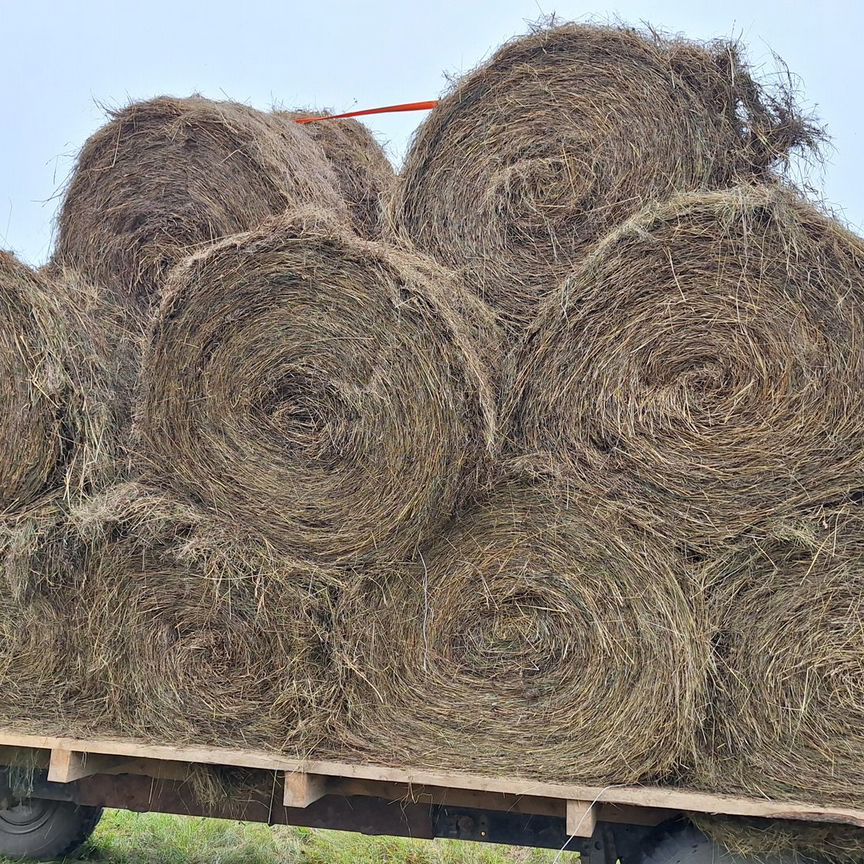 Продам сено в рулонах 1000р. Самовывоз