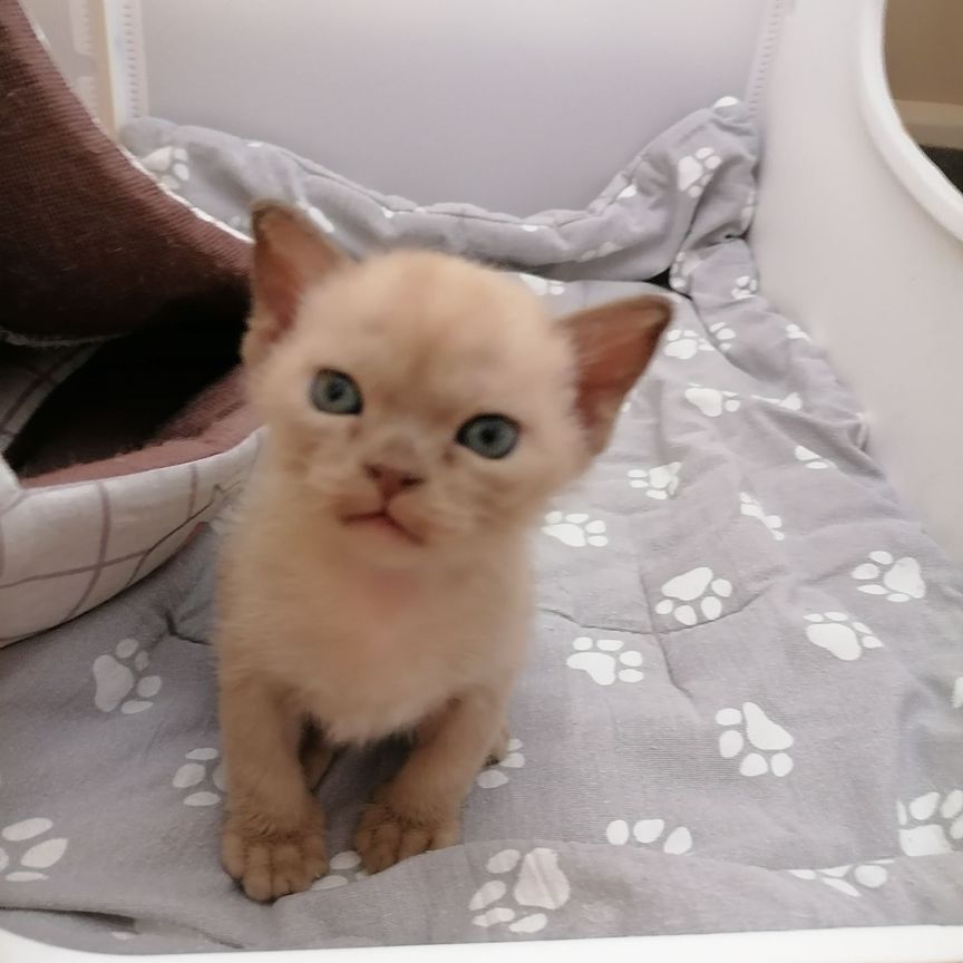 Ласковые котята европейской бурмы