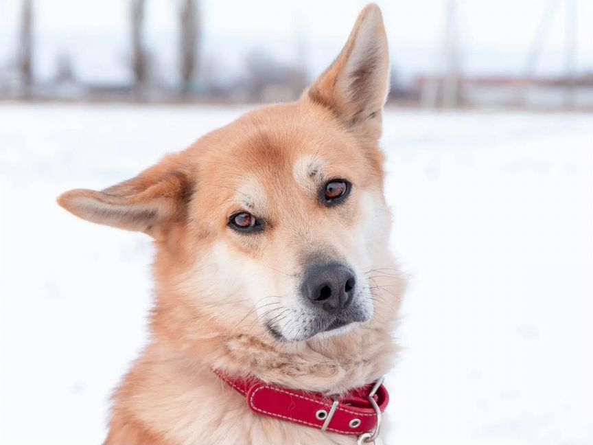 Прекрасный Лари в добрые руки