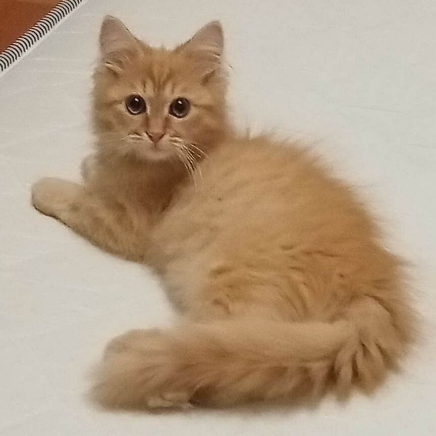 Отдам котенка в добрые руки