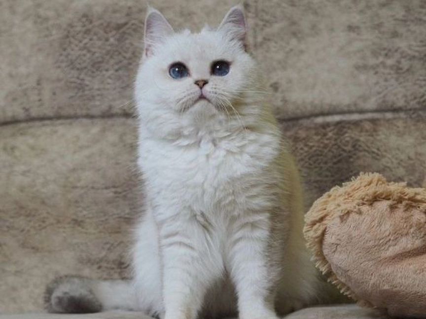 Шотландская кошечка