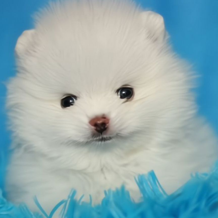 Померанский шпиц, щенок