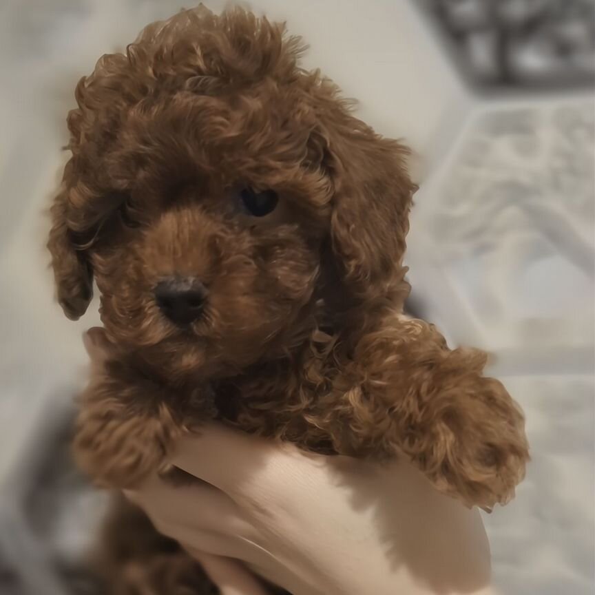 Той-пудель, щенок