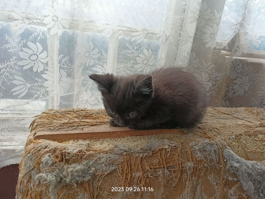 Кошки в добрые руки бесплатно