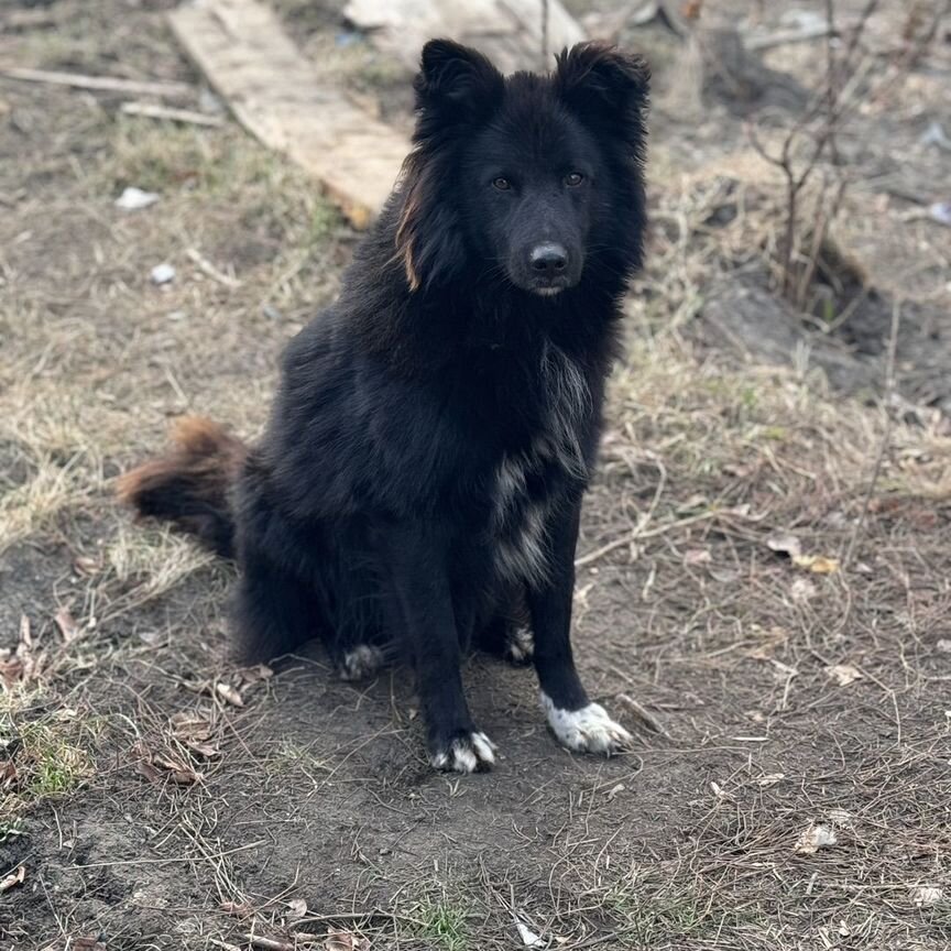 Песик песец ищет дом