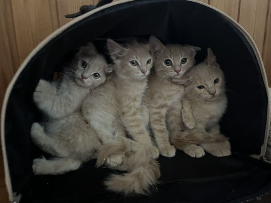 Котята персики