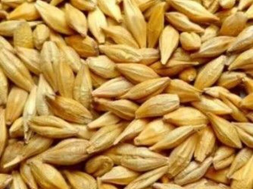 Ячмень яровой