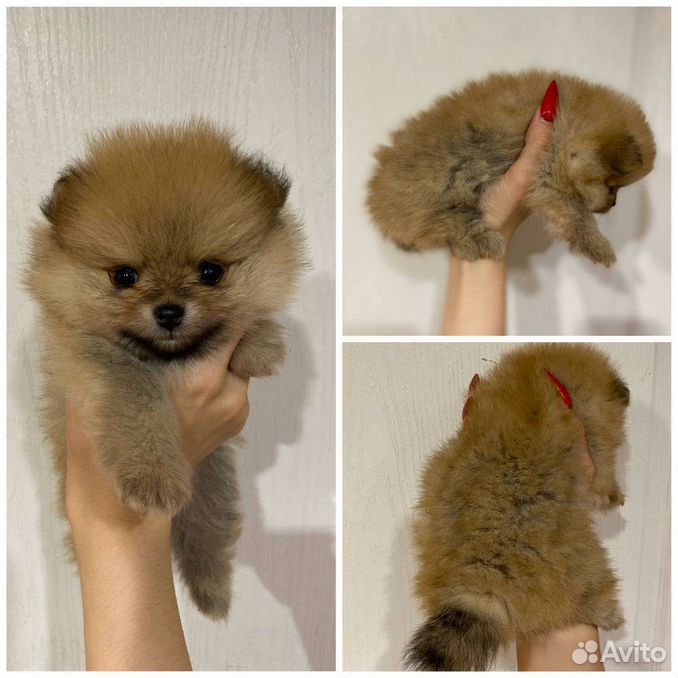 Щенки померанского шпица mini