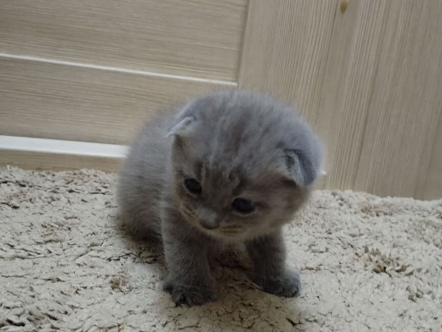 Шотландская вислоухая