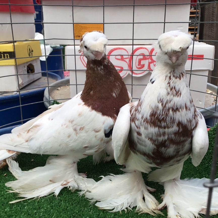 Голуби узбекские и американские кормилки