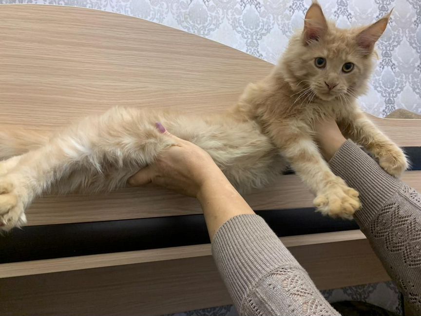 Котята мейн-кун
