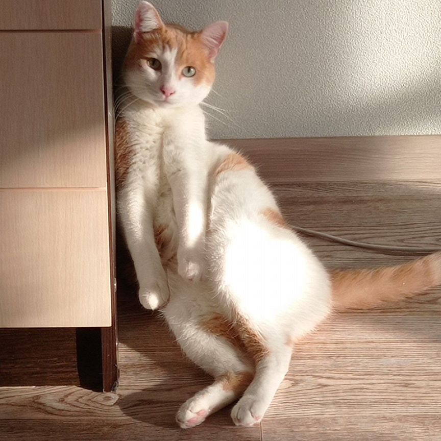 Котик в добрые руки