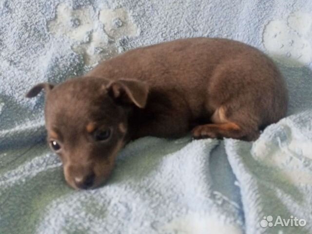 Той-терьер щенки. Вязка