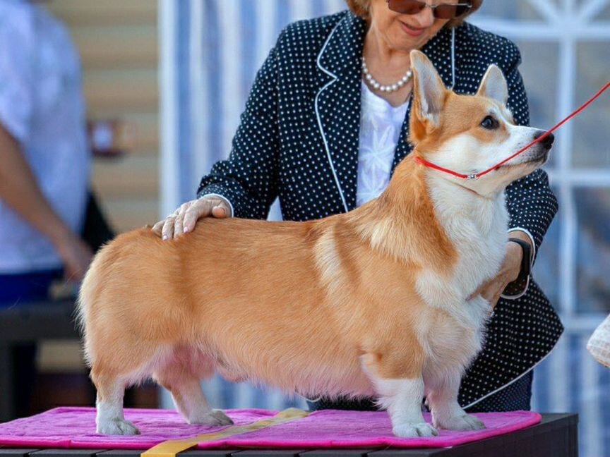 Кабель вельш корги пемброк для вязки