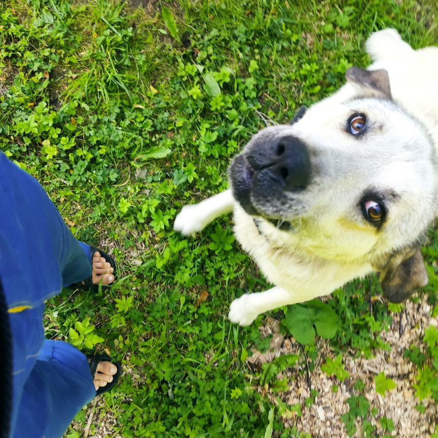 Молодой пёс ищет свой дом