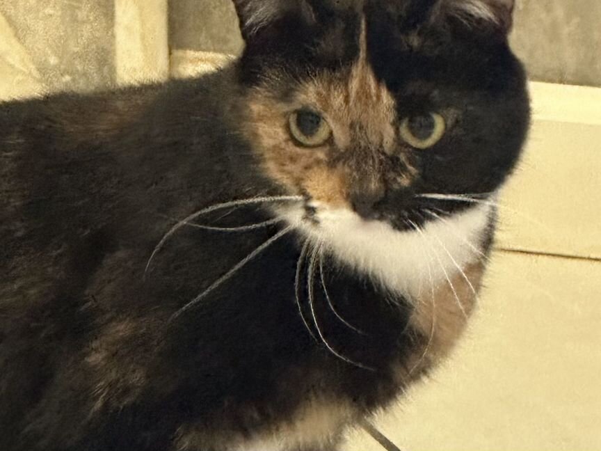 Кошка Маша