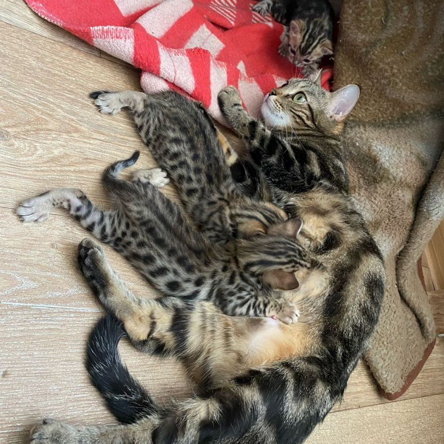 Бенгальская кошка