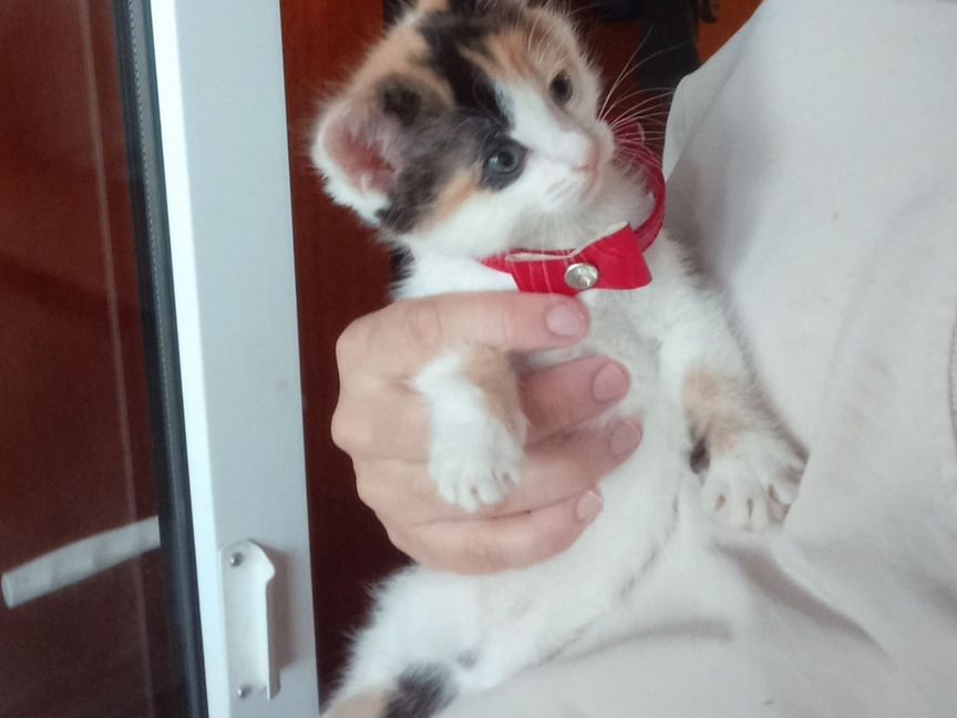 Котенок девочка от британки мамы