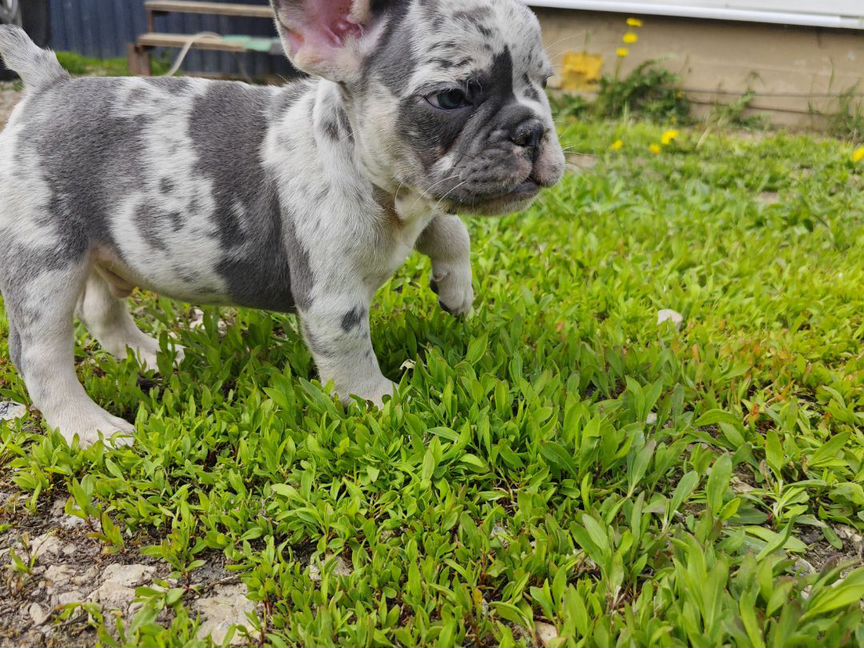 Французский бульдог