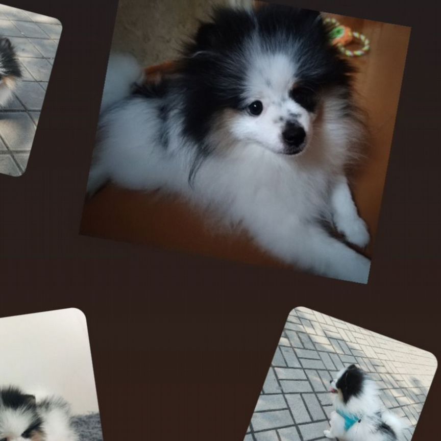 Померанский шпиц, взрослый пёс