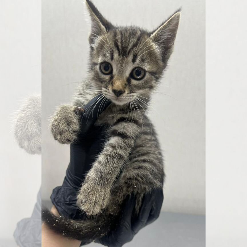 Котенок