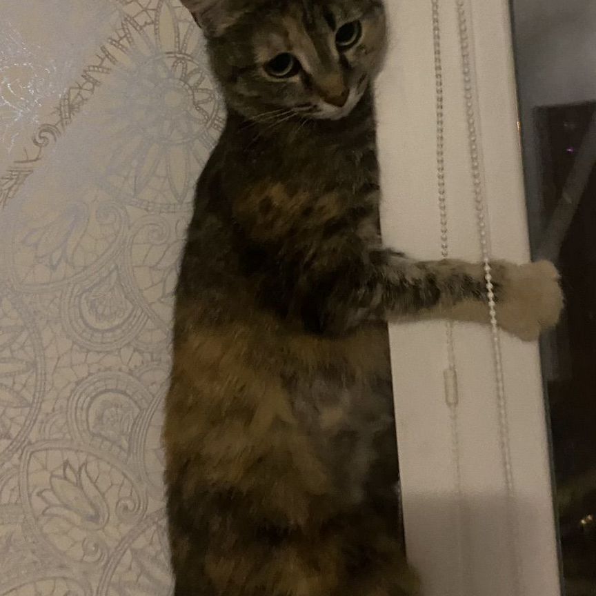 Кошечка