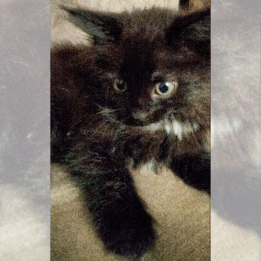 Кошка