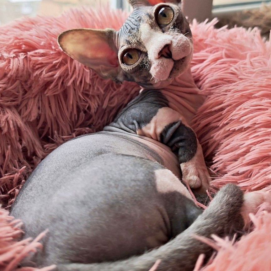 Канадский сфинкс котёнок