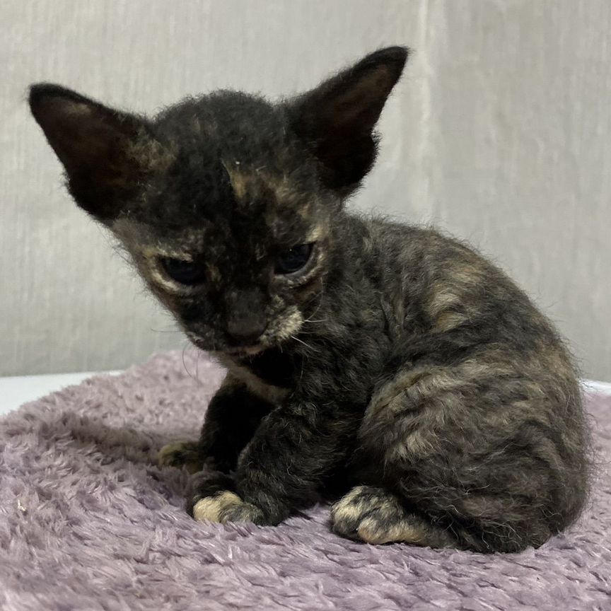 Донской сфинкс котёнок