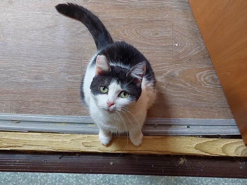 Кошка "забери меня домой"