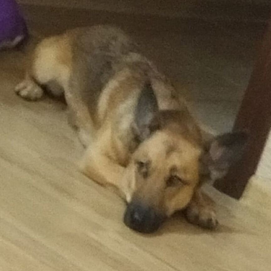 Собака в добрые руки или на передержку