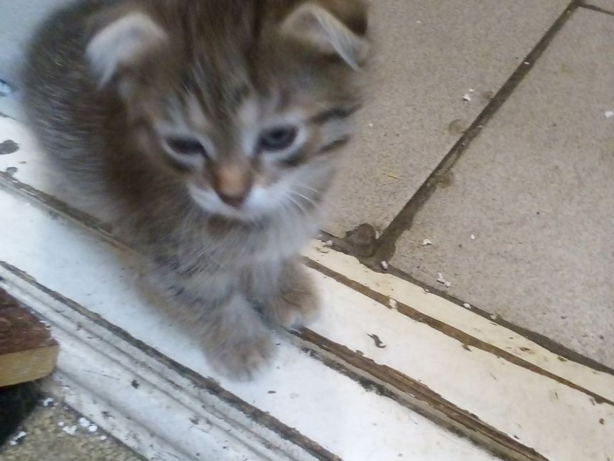Домашние животные котята