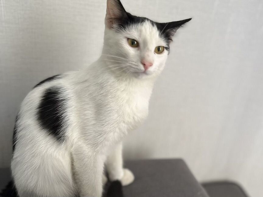 Котик в добрые руки